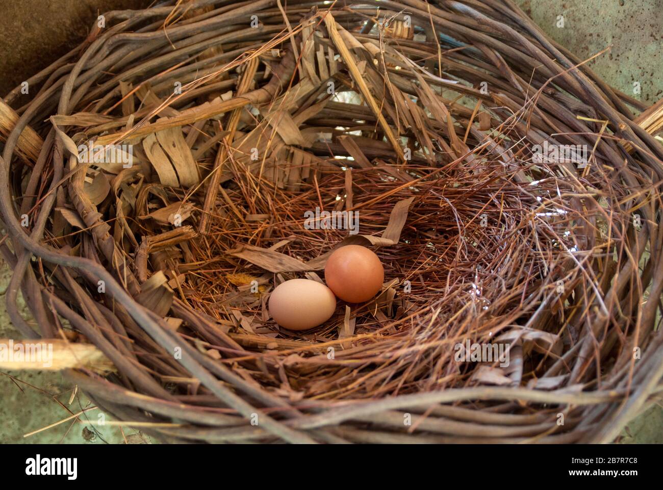 Real egg hi-res stock photography and images - Alamy