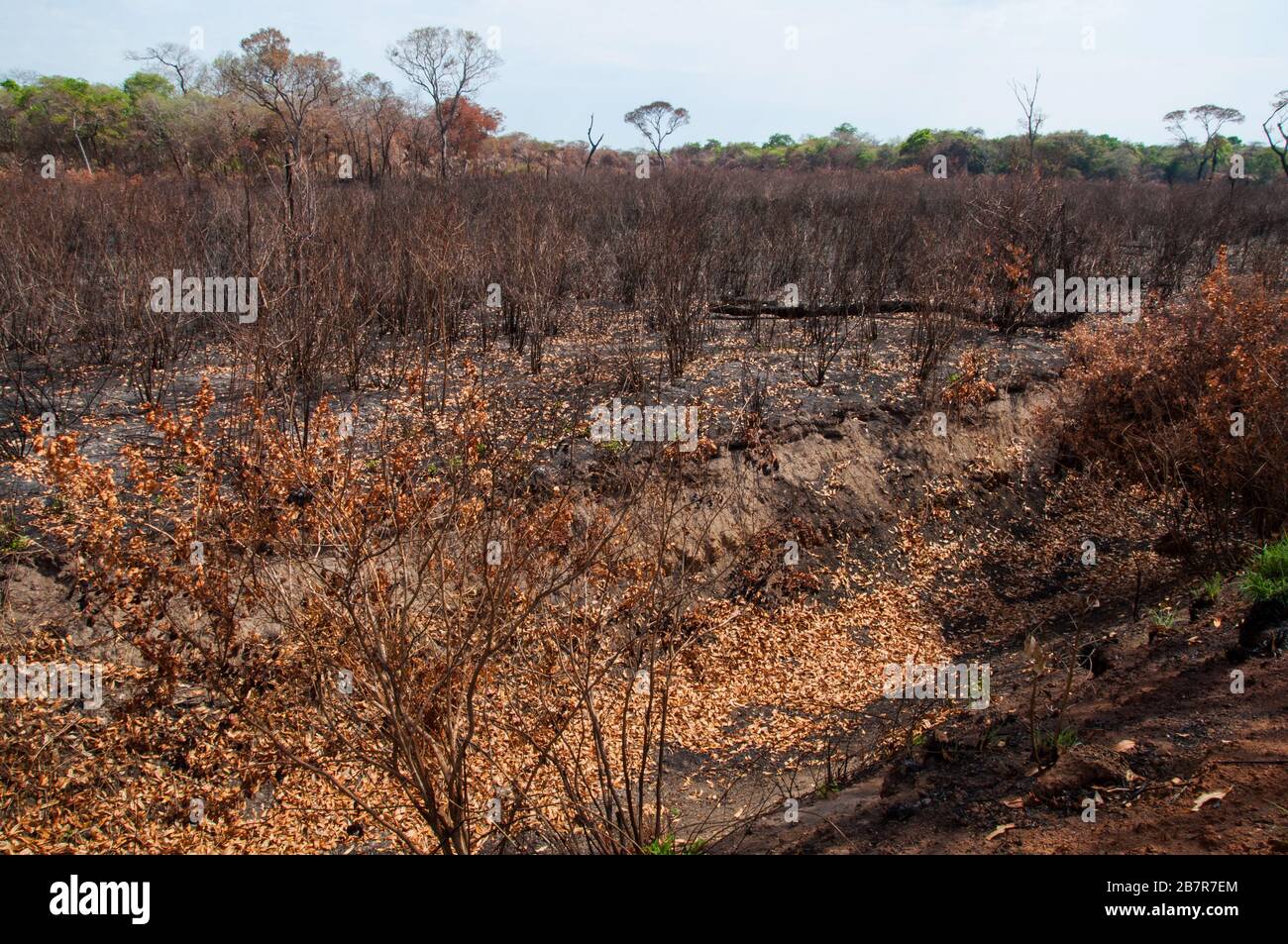 Cerrado forest hi-res stock photography and images - Alamy