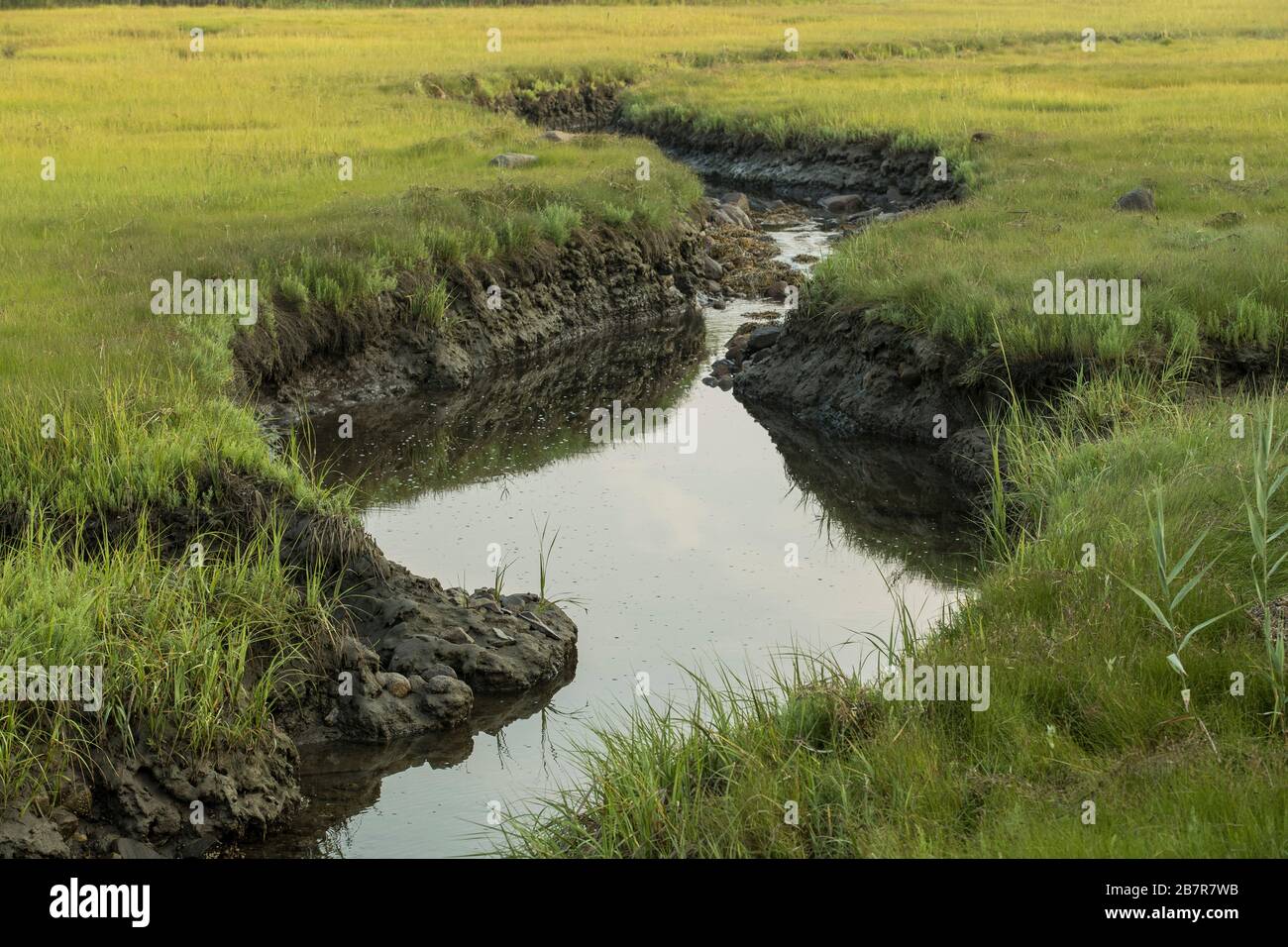 Coastal saltwater marshes hi-res stock photography and images - Alamy