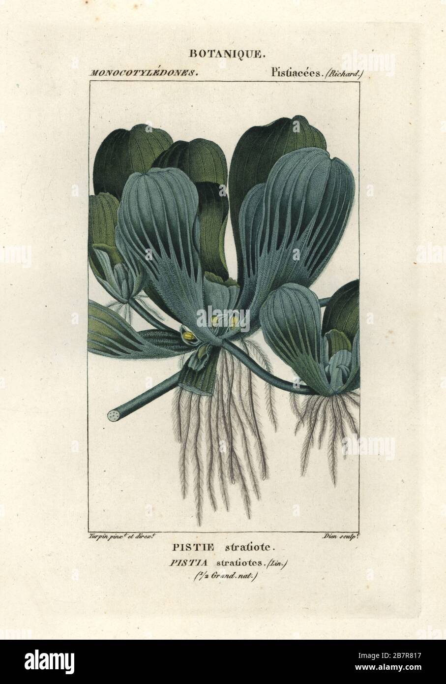 Water lettuce or Nile cabbage, Pistia stratiotes. Handcoloured ...