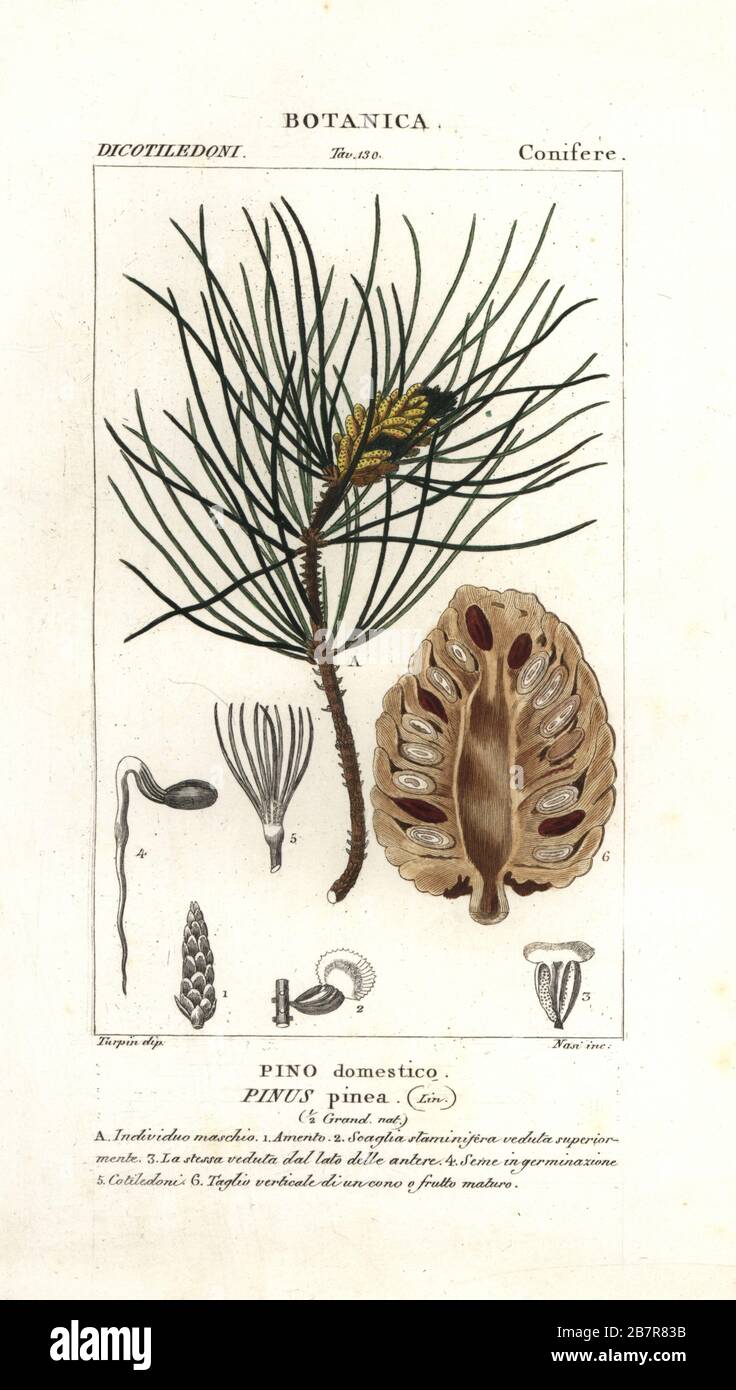 Italian stone pine, Pinus pinea, Pino domestico. Handcoloured ...