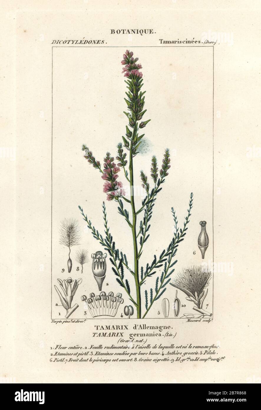 Myricaria germanica hi-res stock photography and images - Alamy