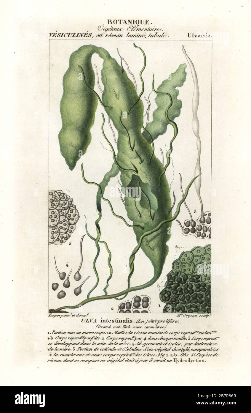 Gutweed or grass kelp, Ulva intestinalis. Handcoloured copperplate ...