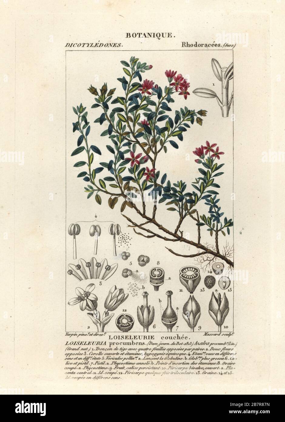Alpine azalea, Loiseleuria procumbens. Handcoloured copperplate stipple ...