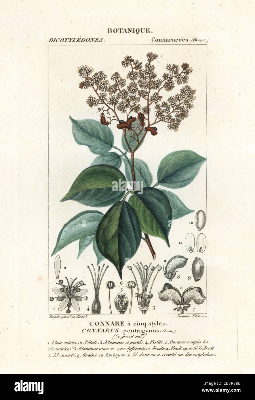 Connarus pentagynus hi-res stock photography and images - Alamy