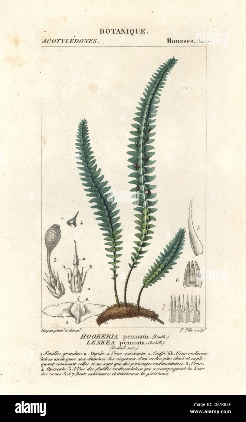 Quill moss or false fern moss, Cyathophorum bulbosum, native to ...