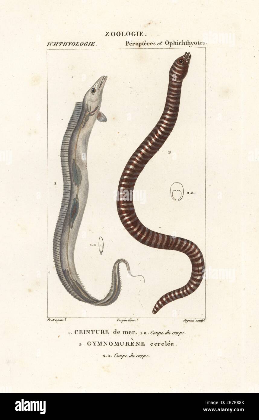 Largehead hairtail, ceinture de mer, Trichiurus lepturus, and zebra ...