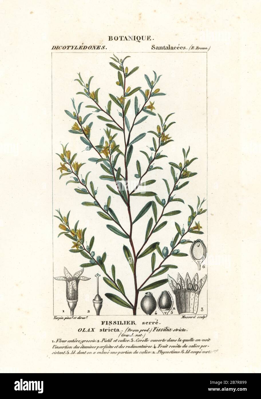 Olax stricta hi-res stock photography and images - Alamy