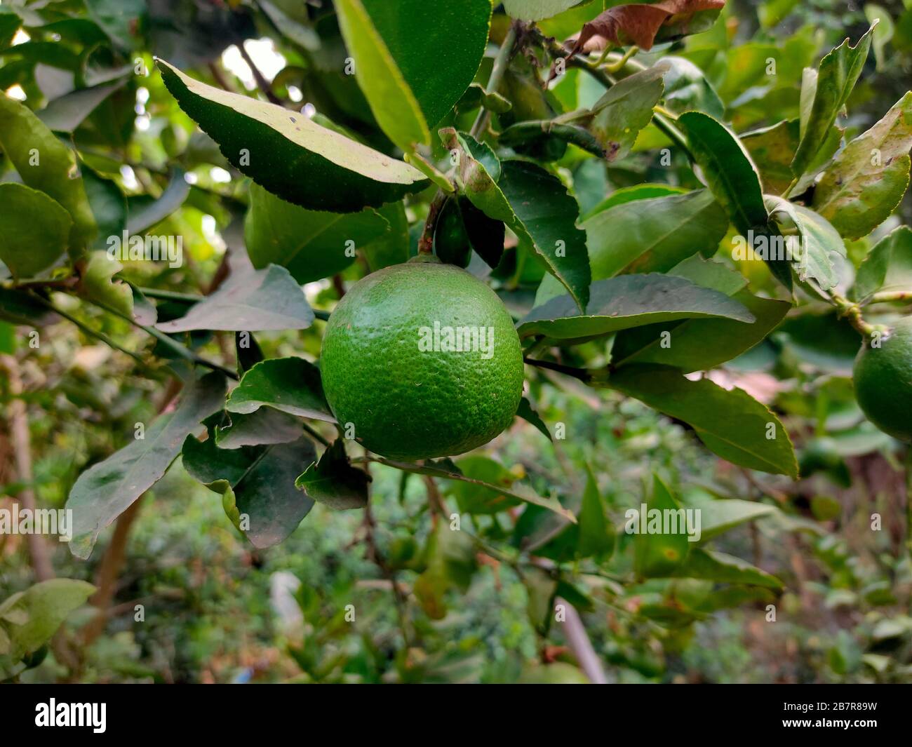 The Close up of green lime on the tree with out of focus blur ...