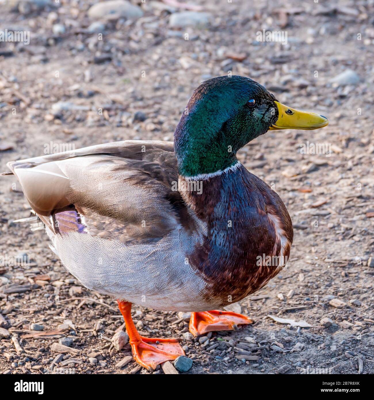 One leg standing duck hi-res stock photography and images - Alamy