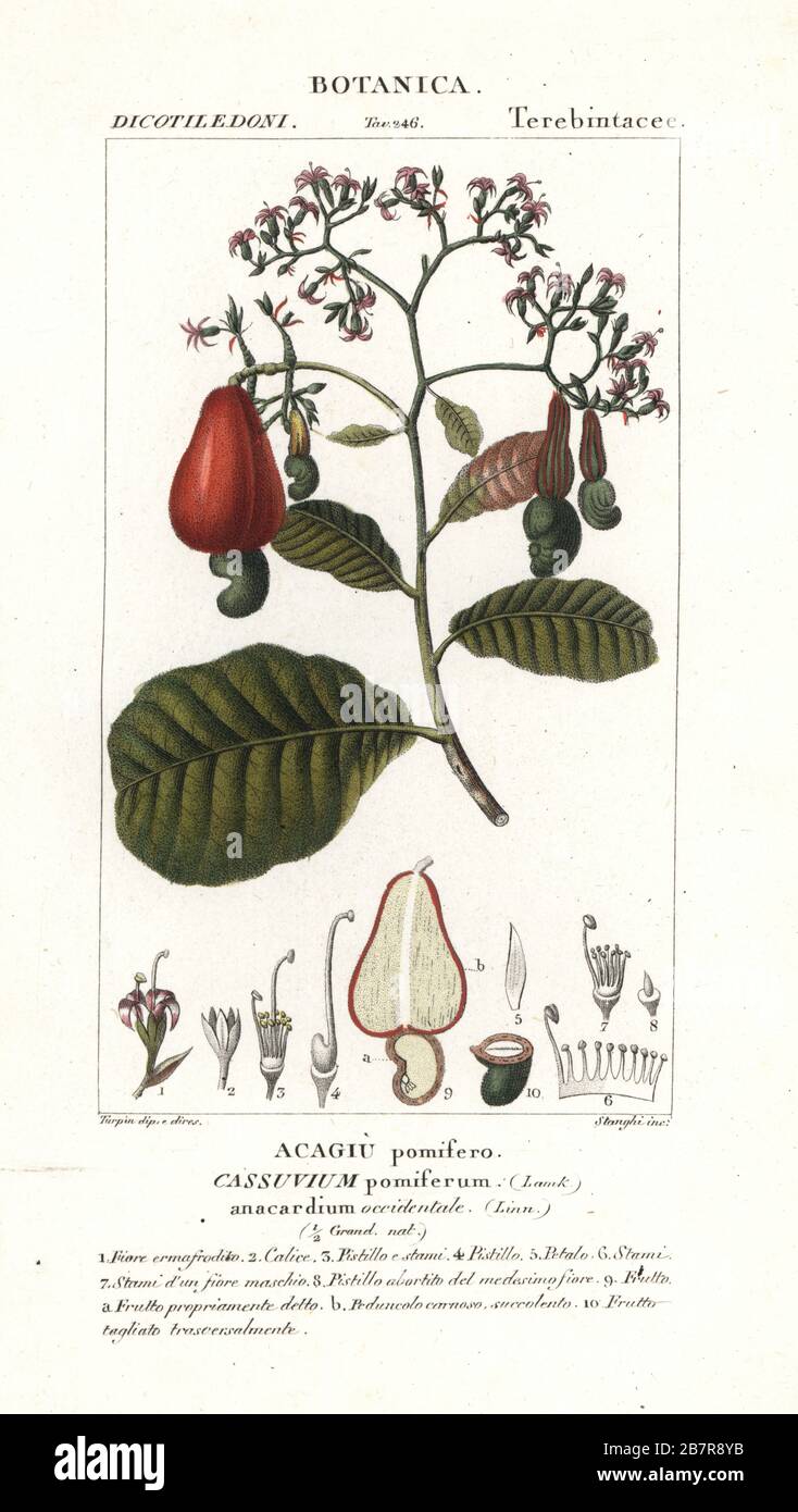 Cashew Plant Diagram