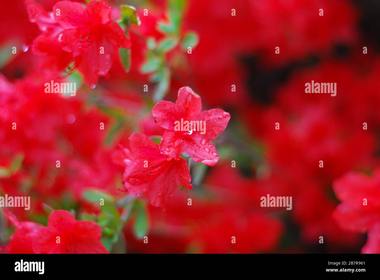 The royal azalea hi-res stock photography and images - Alamy