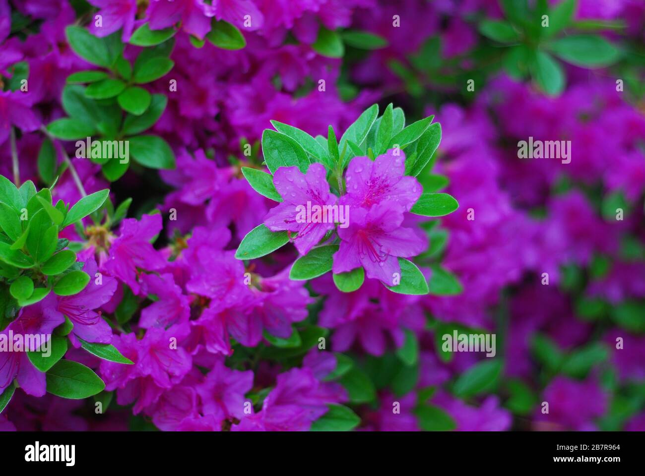 Royal azalea hi-res stock photography and images - Alamy