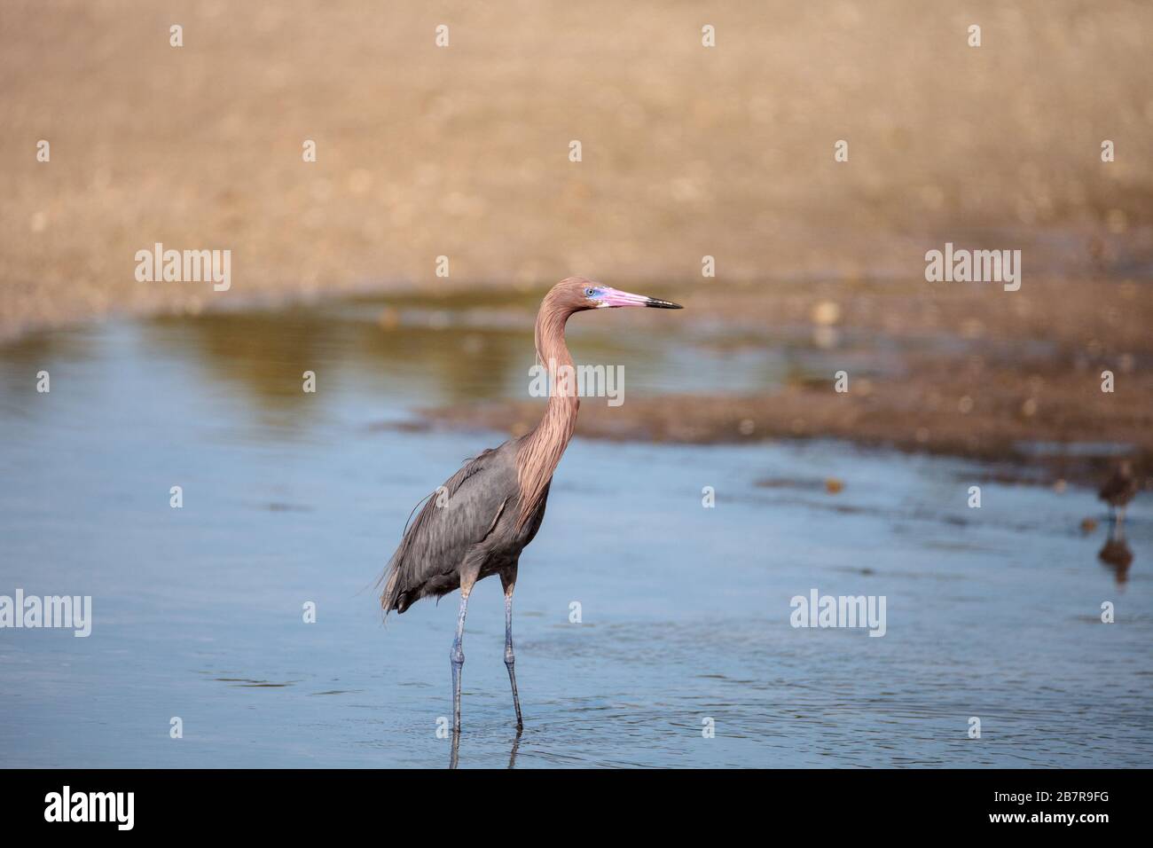 Reddish heron Egretta rufescens with its reflection in the Myakka River ...