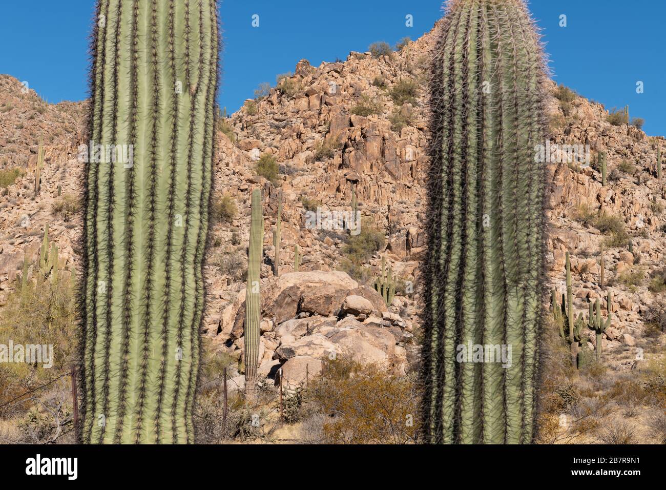 Various cactus and desert plants landscape scenery in Arizona Sonoran ...