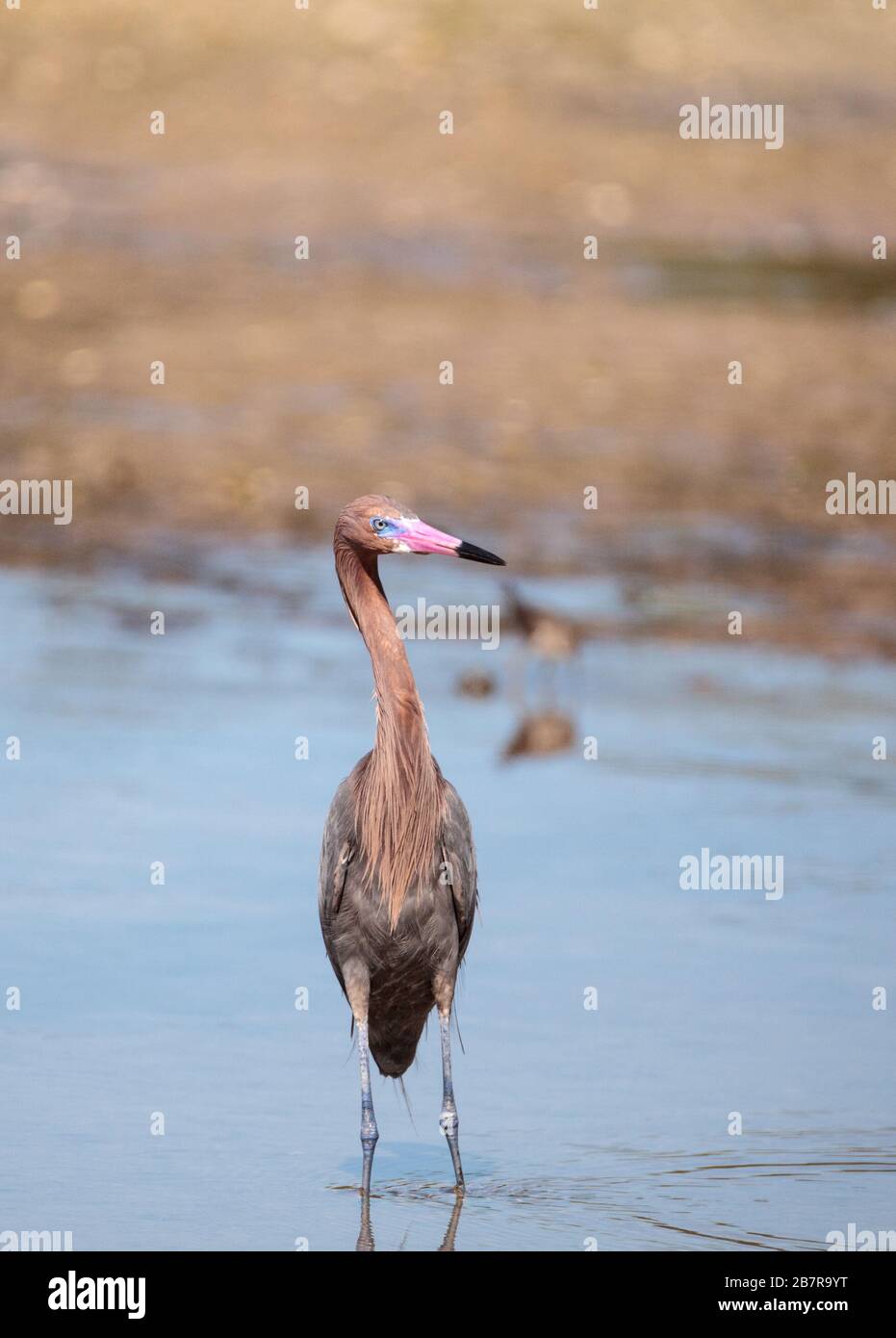 Reddish heron Egretta rufescens with its reflection in the Myakka River ...