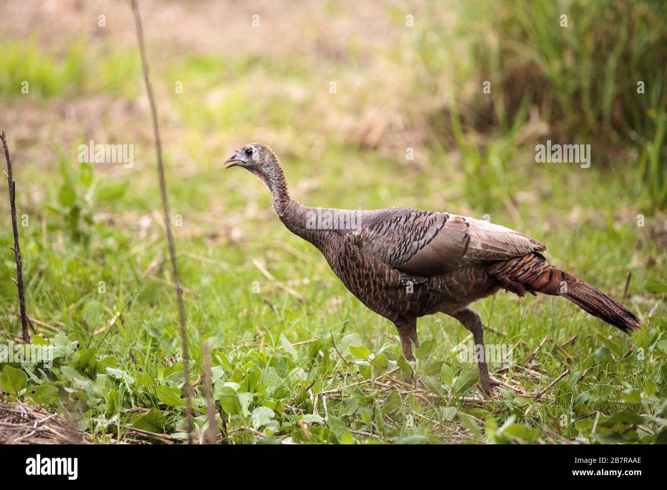 Wild osceola wild turkey Meleagris gallopavo osceola in the woods of ...