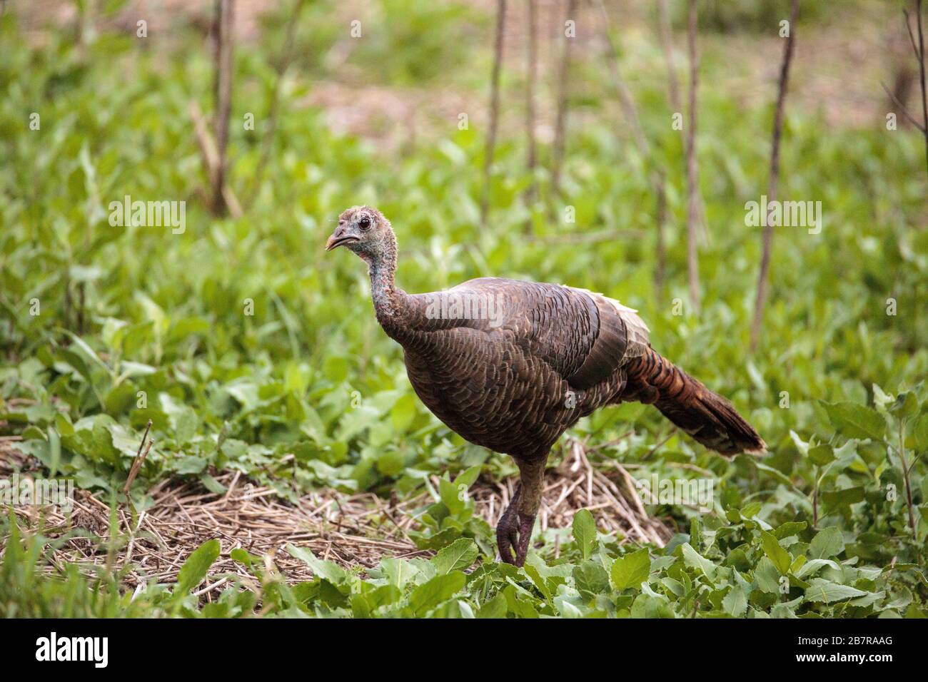 Wild osceola wild turkey Meleagris gallopavo osceola in the woods of ...