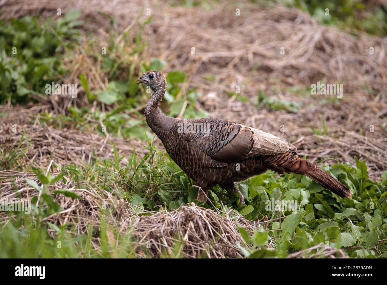 Wild osceola wild turkey Meleagris gallopavo osceola in the woods of ...