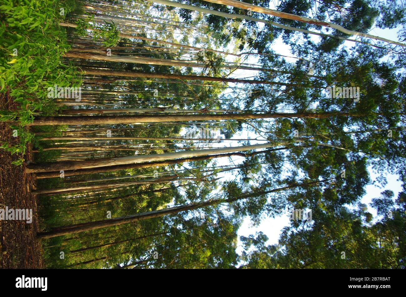 Low angle shot of tall slim trees in a forest under a blue cloudy sky ...