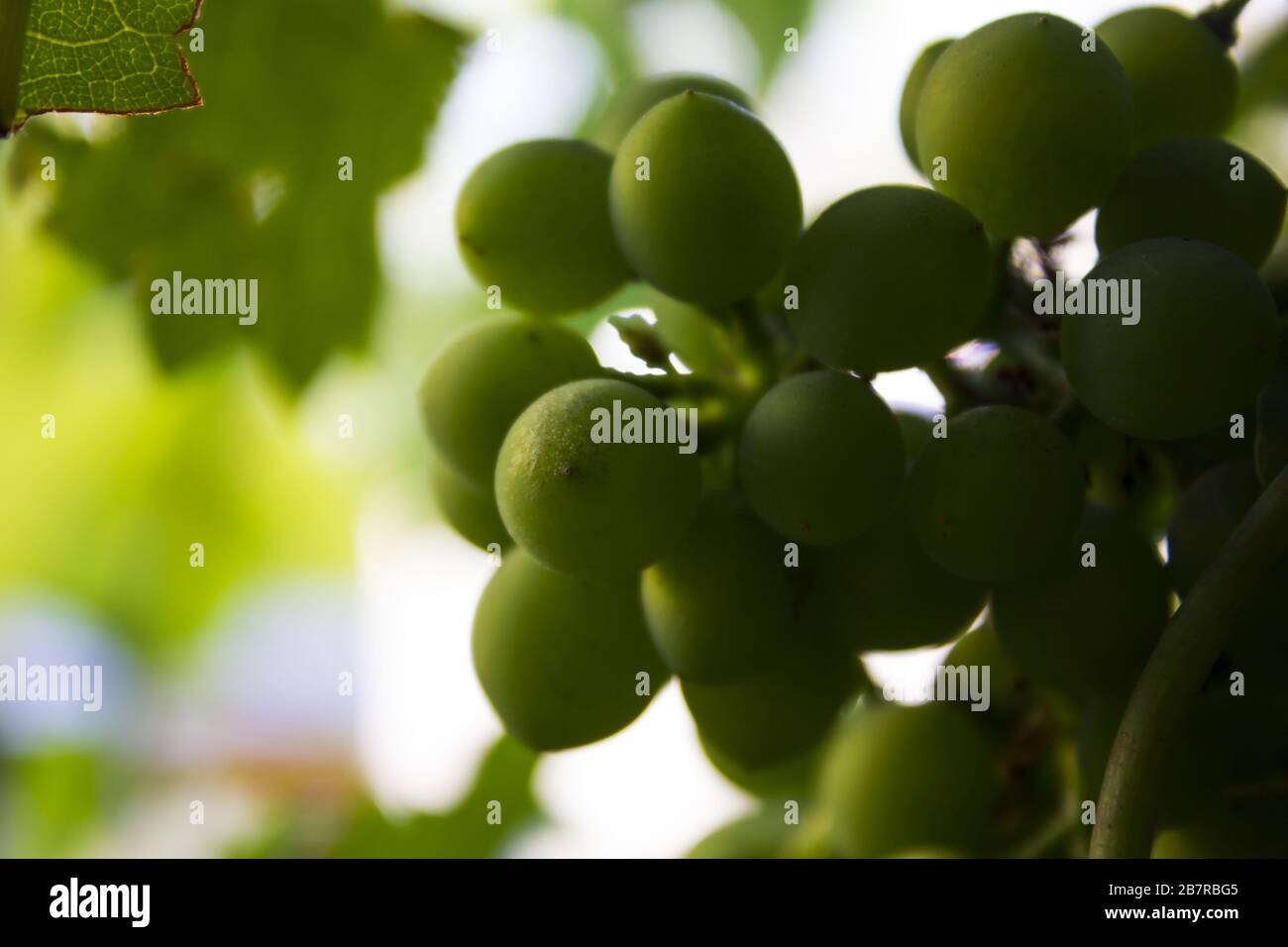 Myxa hi-res stock photography and images - Alamy