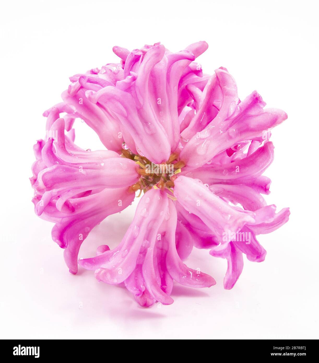 Top view shot of a cluster of hyacinth flowers on a stem against a ...