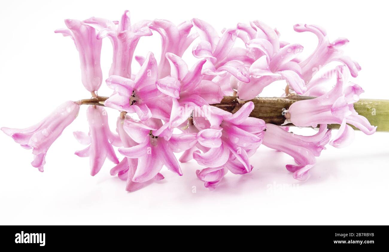 Cluster of pink pearl hyacinth flowers against a white background Stock ...