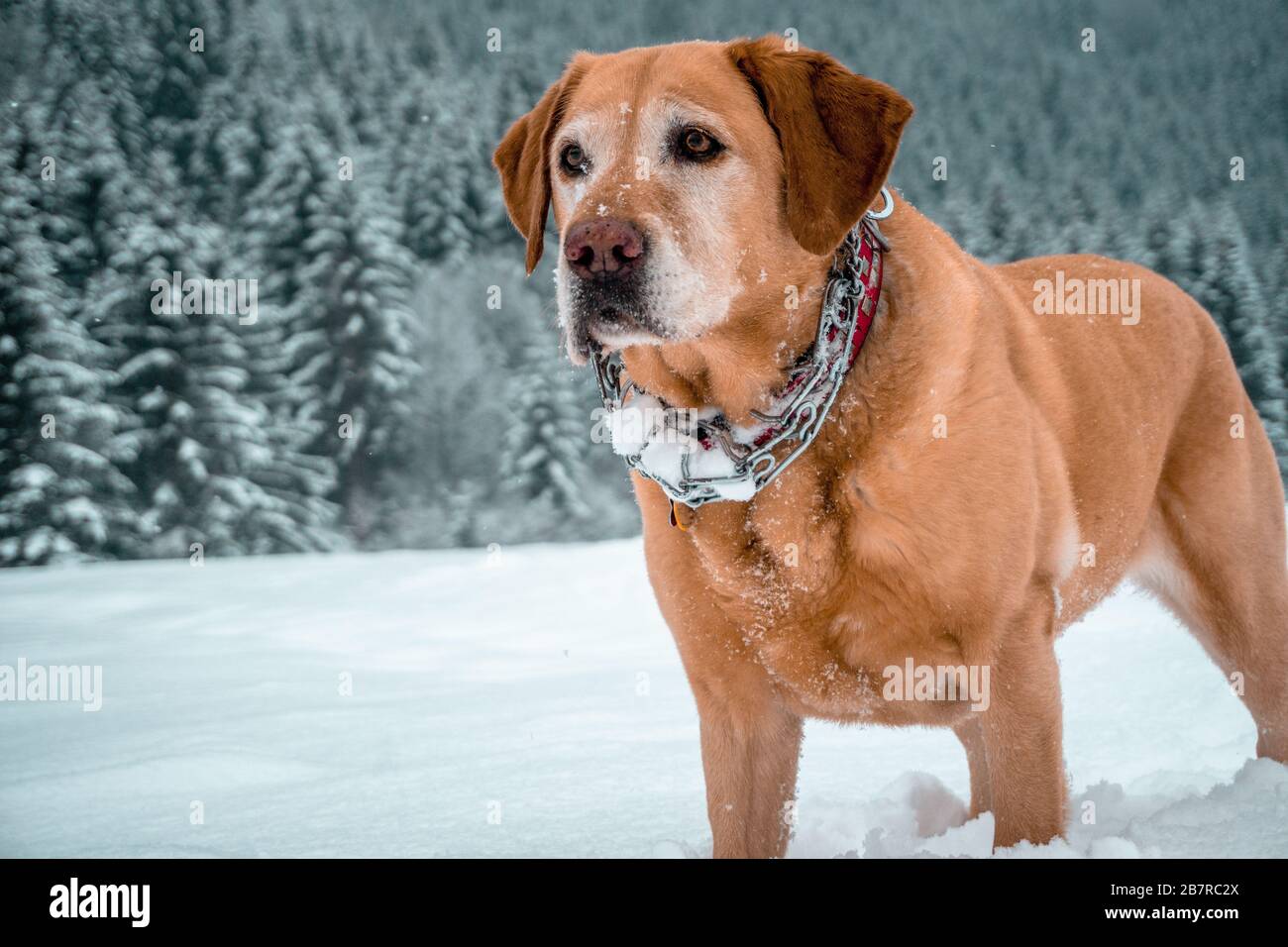 Adorable Labrador retriever standing in a snowy area surrounded by fir ...