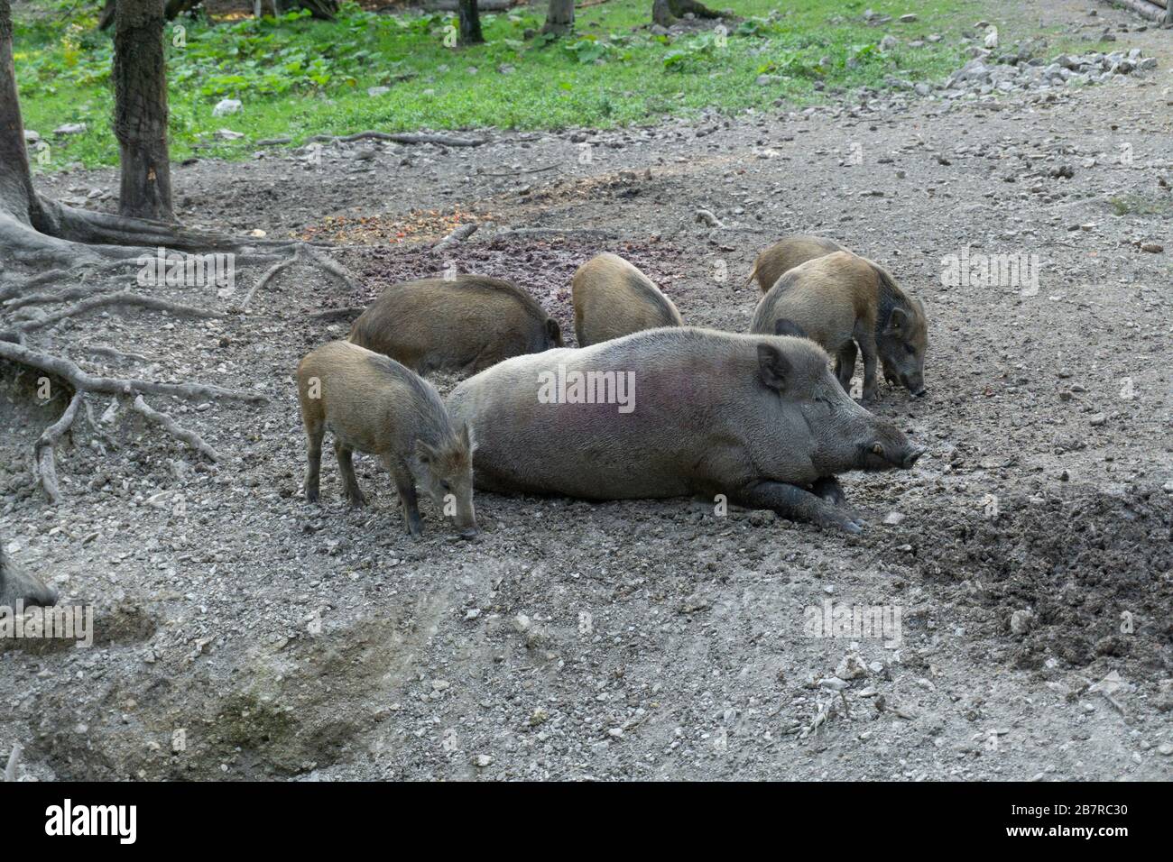 Wild pig lying on the ground with its piglets Stock Photo - Alamy