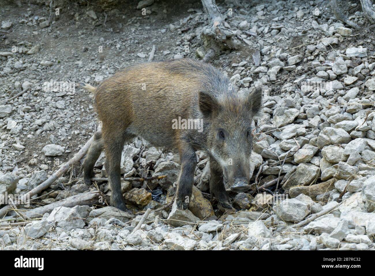 Philippine warty pig hi-res stock photography and images - Alamy