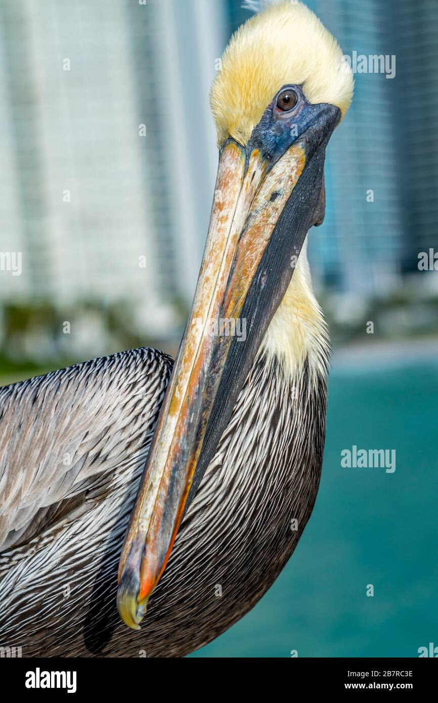 Closeup wildlife hi-res stock photography and images - Alamy