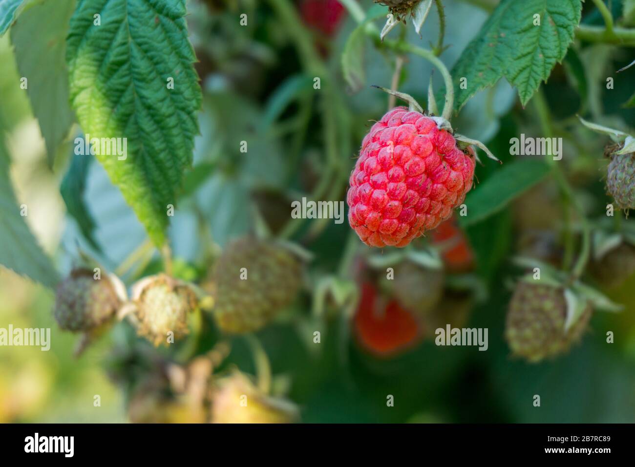 Plant of raspberry with green leaves on a blurred background Stock ...