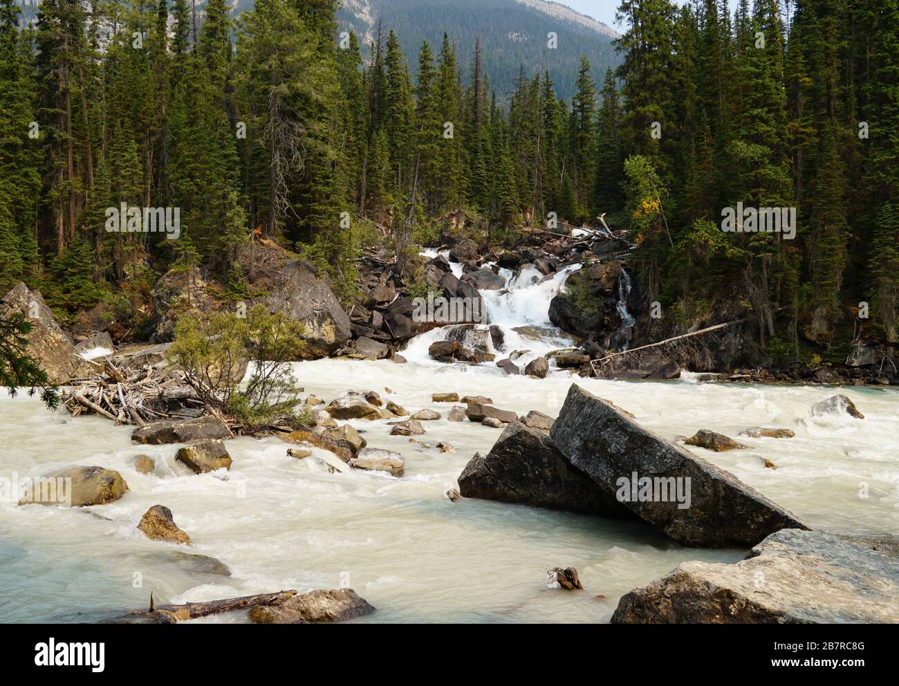 A Forest waterfall feeds a fast flowing river thats strength has ...