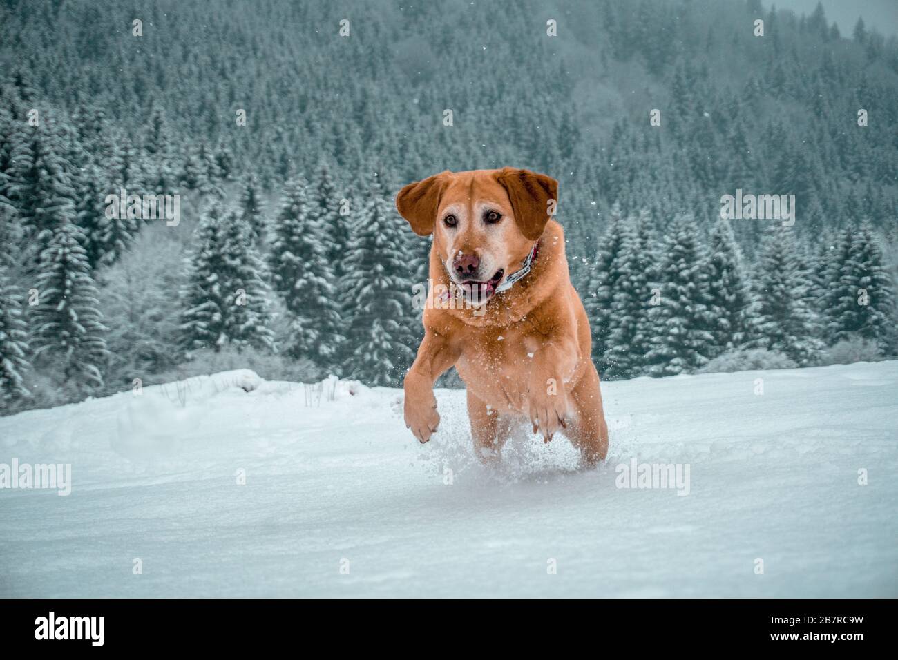 Adorable Labrador retriever running in a snowy area surrounded by a lot ...