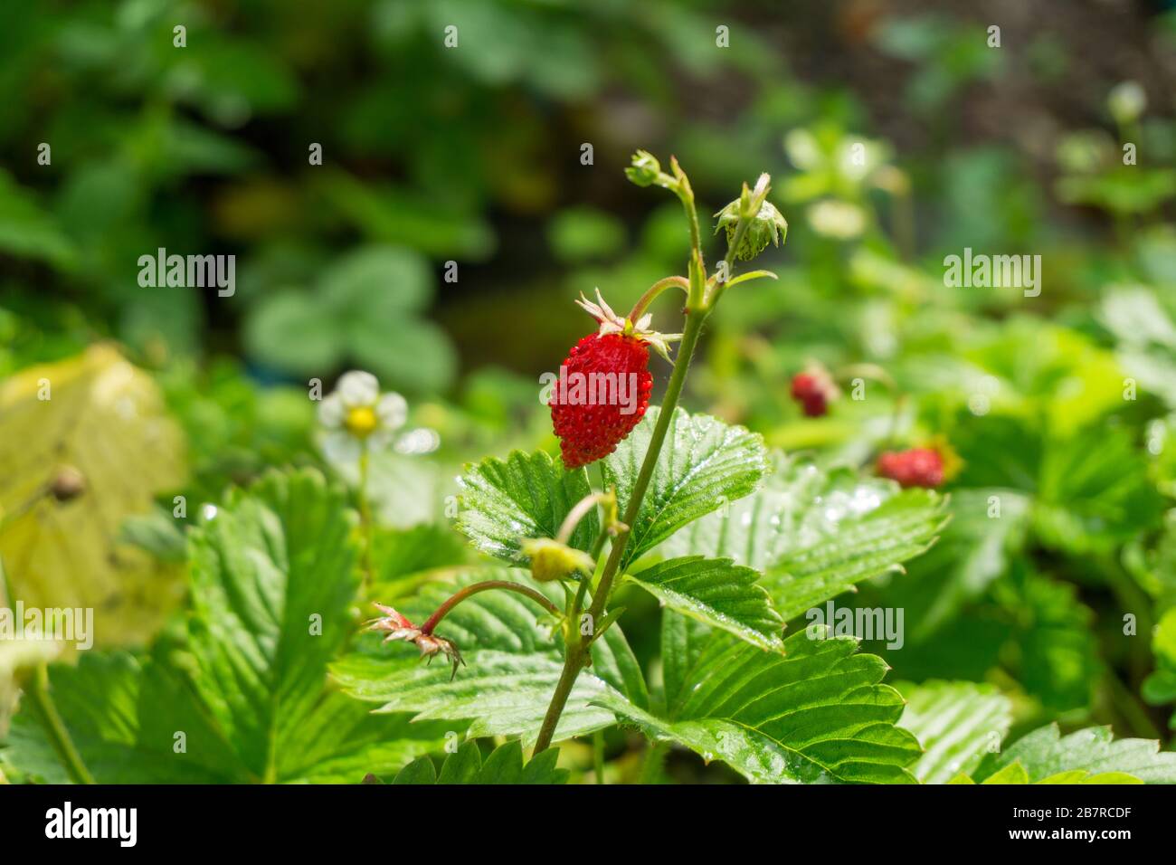 Plant of raspberry with green leaves on a blurred background Stock ...