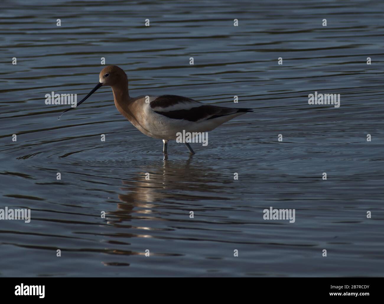 American pied avocet hi-res stock photography and images - Alamy