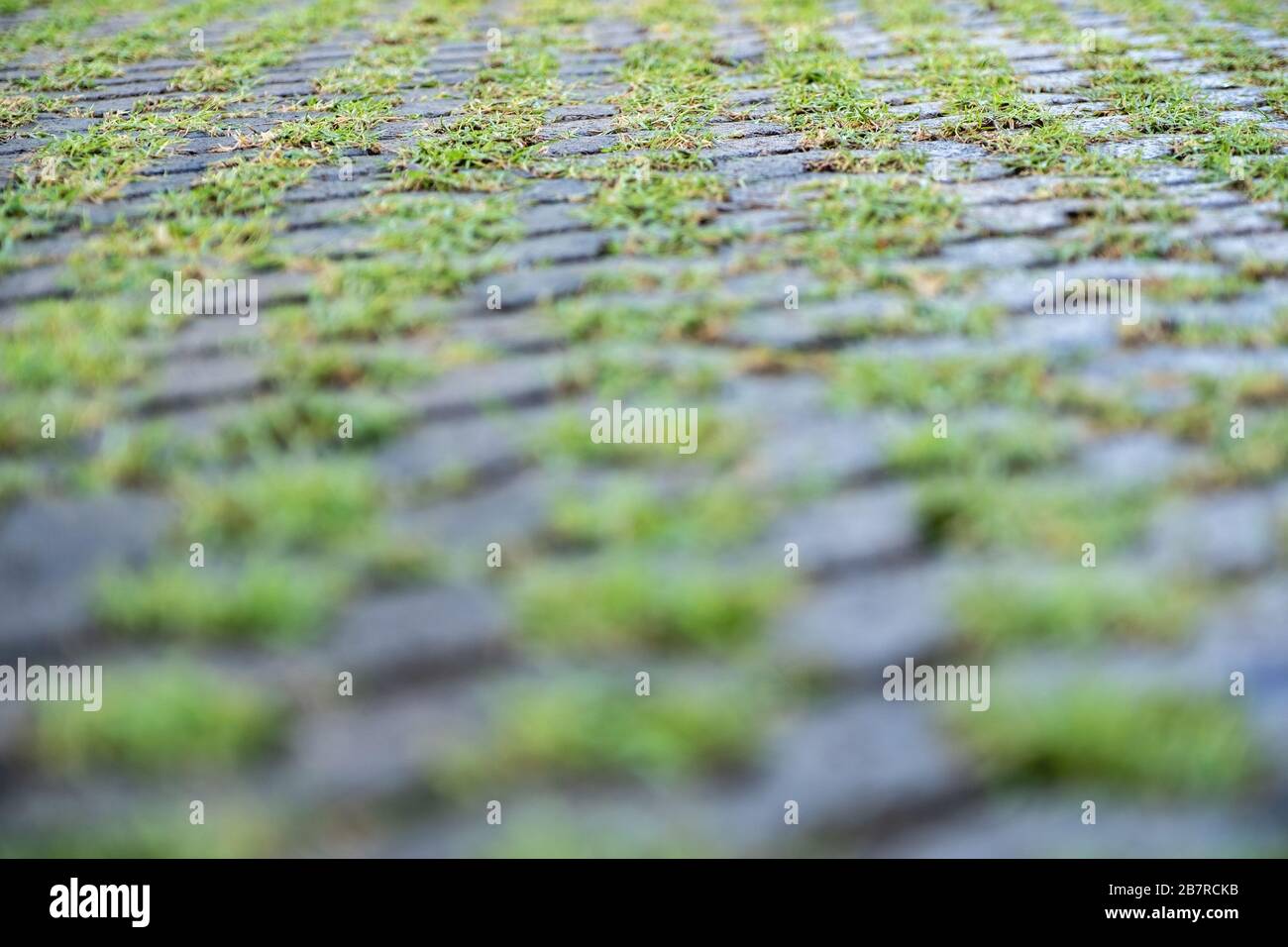 Grass growing in cement block path floor Stock Photo - Alamy