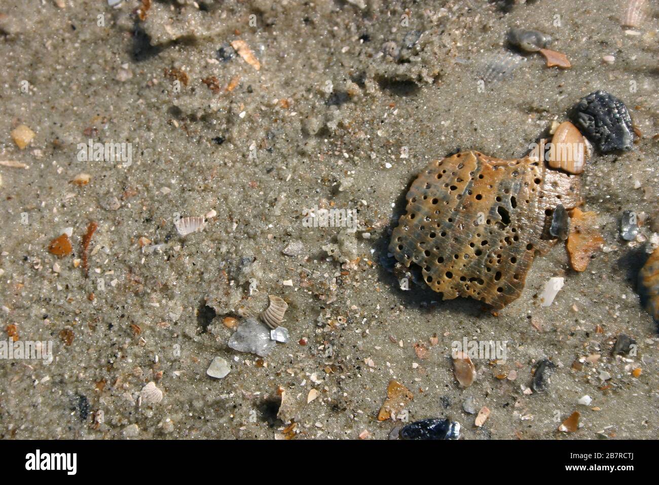 High angle shot of broken shells on the beach sand Stock Photo - Alamy