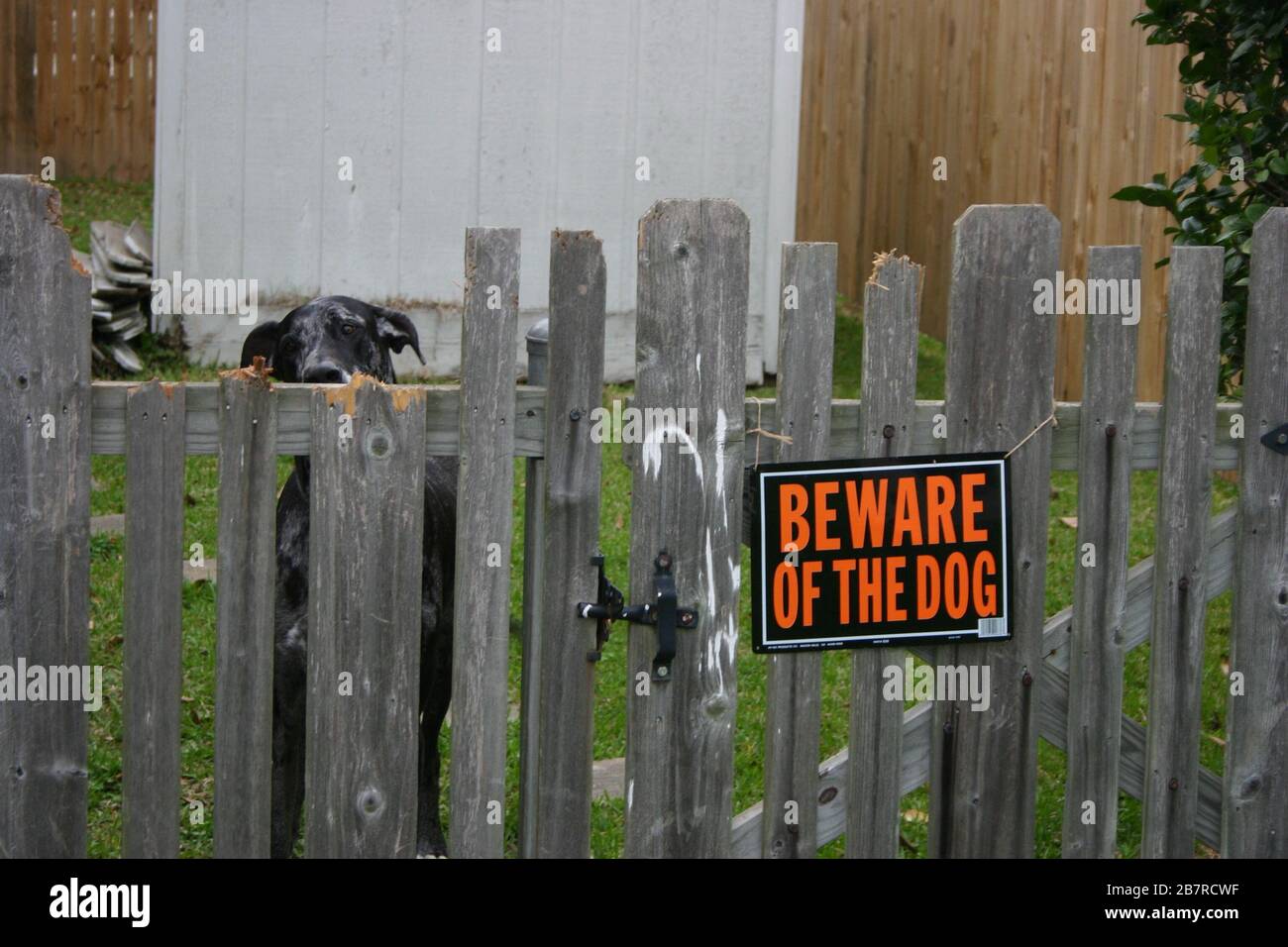 Black dog watching through the wooden fence with signage of "Beware of ...
