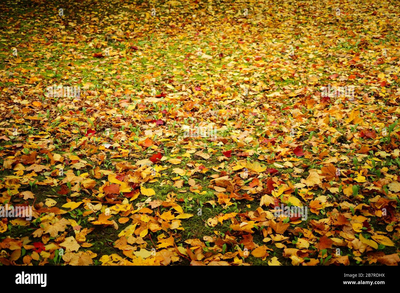 Leaves of several colors during autumn on the ground Stock Photo - Alamy