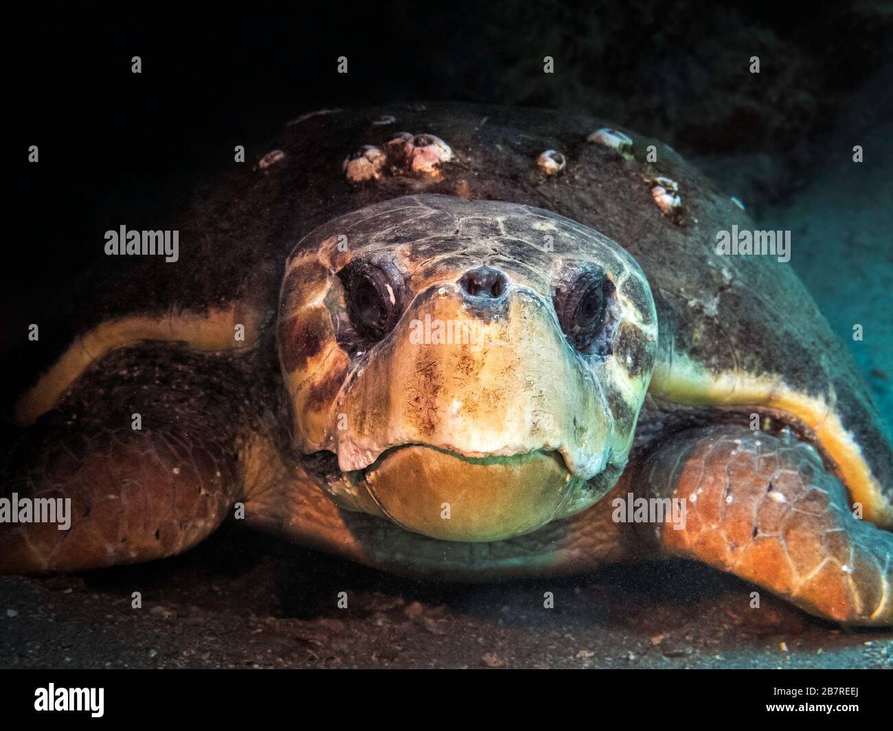 Closeup frontal view of a loggerhead sea turtle (Caretta caretta ...