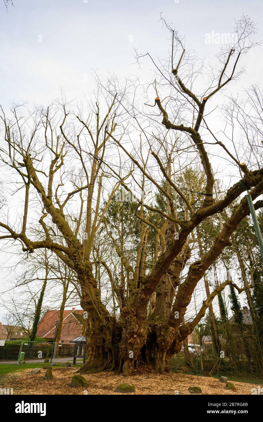 Heede, Germany. 17th Mar, 2020. The heeder lime tree, which experts ...