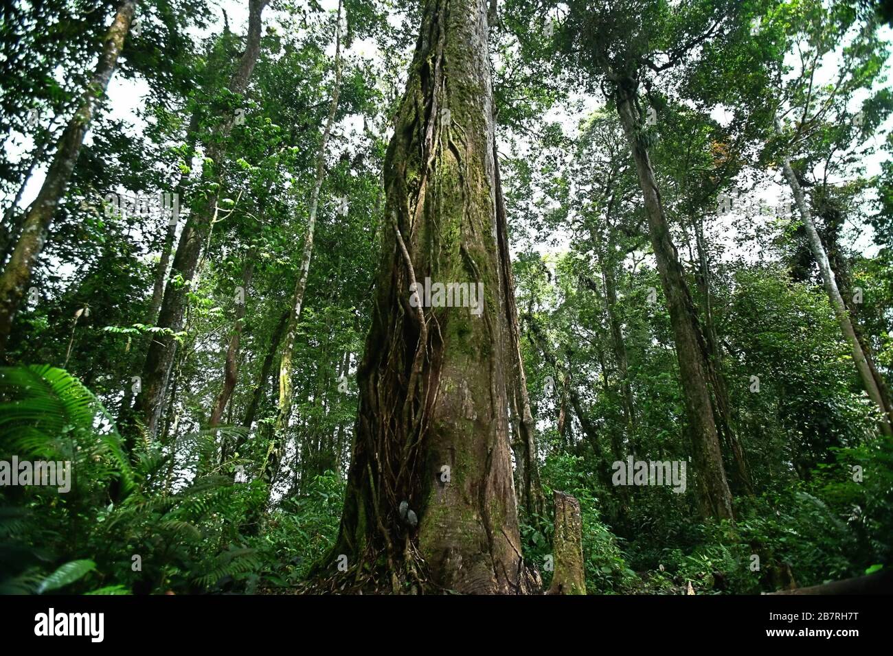 Tall trees of Gunung Tujuh forest in Kerinci Seblat National Park ...