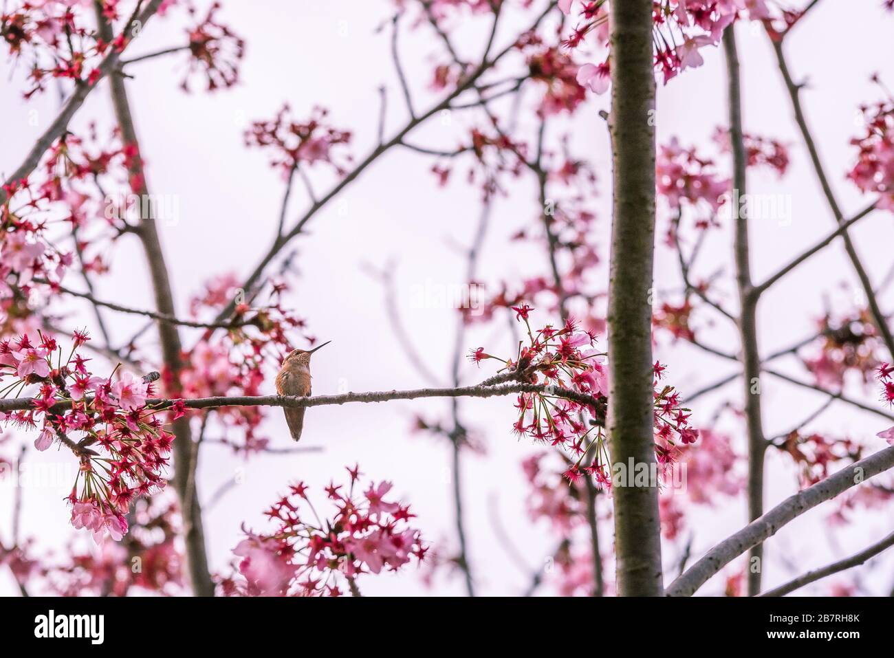 Tiny hummingbird in a tree hi-res stock photography and images - Alamy