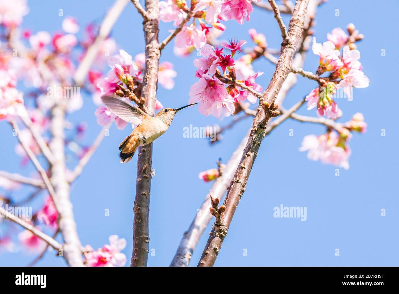 Flying humming bird eating flower nectar from a cherry blossom tree ...