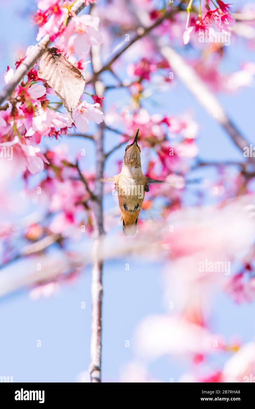 Flying humming bird eating flower nectar from a cherry blossom tree ...