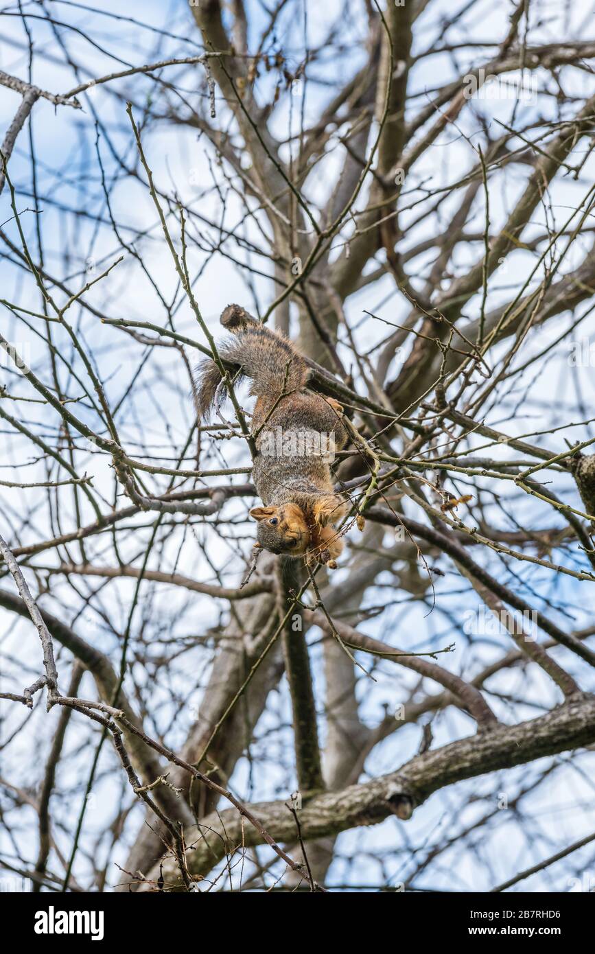 A ground squirrel feeds on a large pecan Stock Photo - Alamy