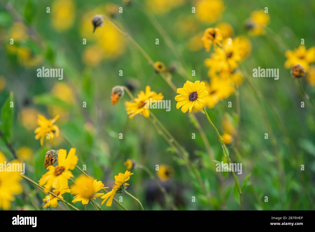 Coastal Sunflowers at Dusk Stock Photo - Alamy