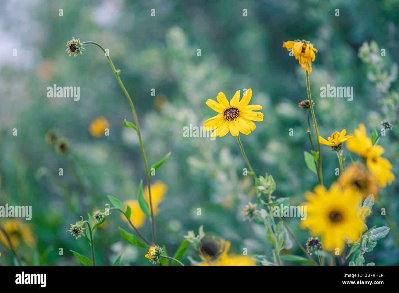 Coastal Sunflowers at Dusk Stock Photo - Alamy