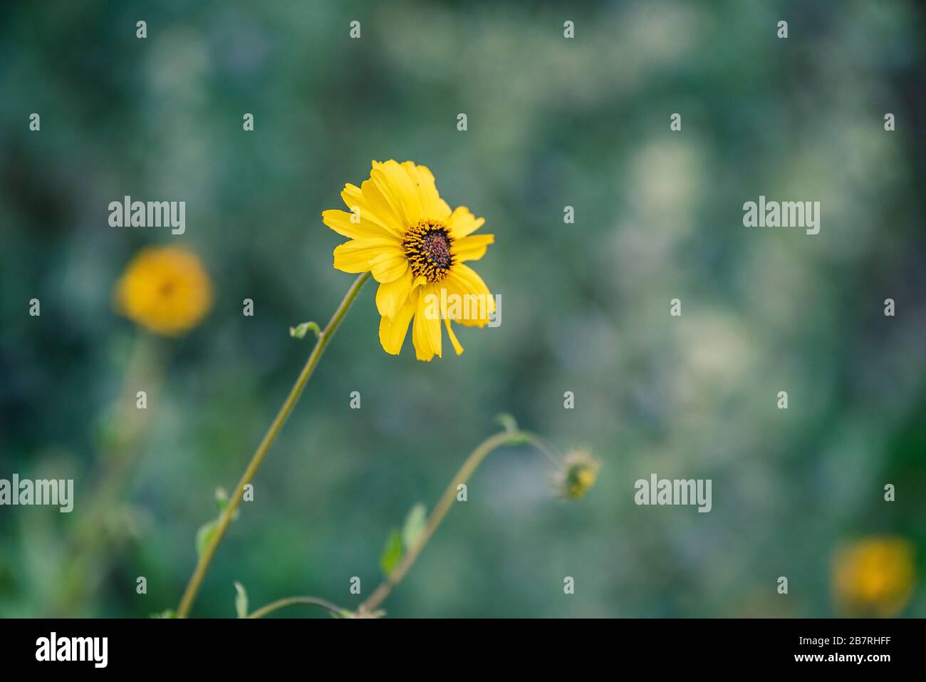 Coastal Sunflowers at Dusk Stock Photo - Alamy